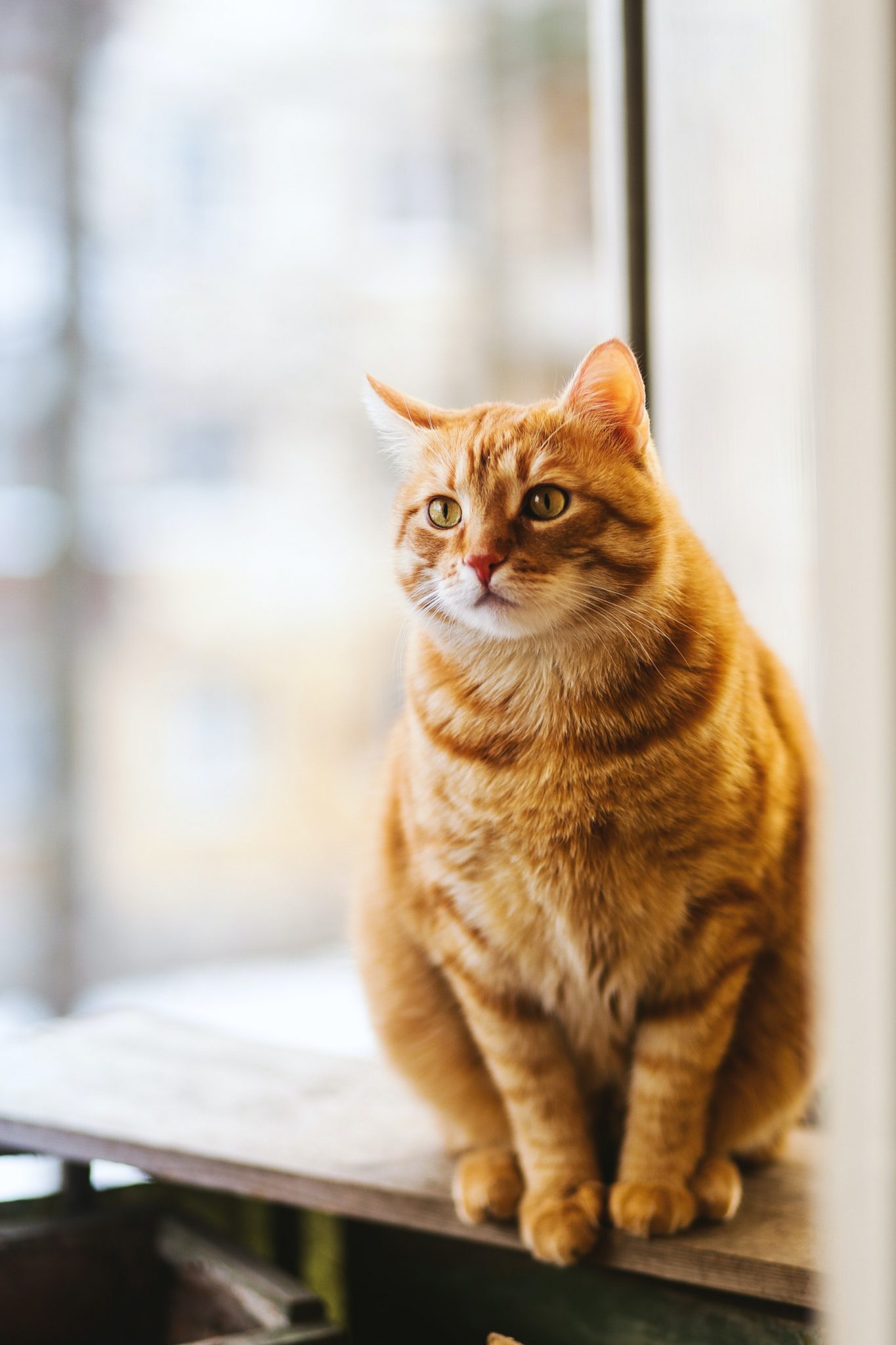 5 Fakta mengenai Kucing Domestic Long Hair (DLH) - sheltier.com