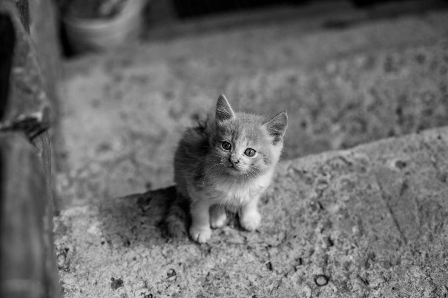 #1 Lengkap - Cara Jaga Anak Kucing Terbiar - sheltier.com