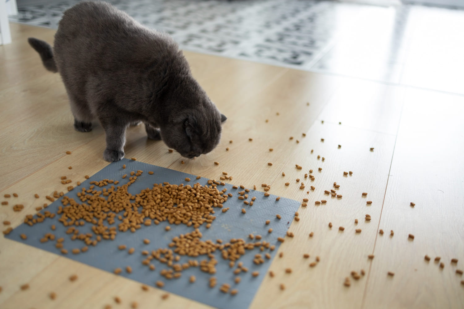 9 Sebab Kucing Muntah dan Jenis Muntah Si Bulu ikut warna
